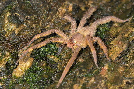 Nejjedovatější pavouk na světě | HUBENI-SKUDCU.CZ