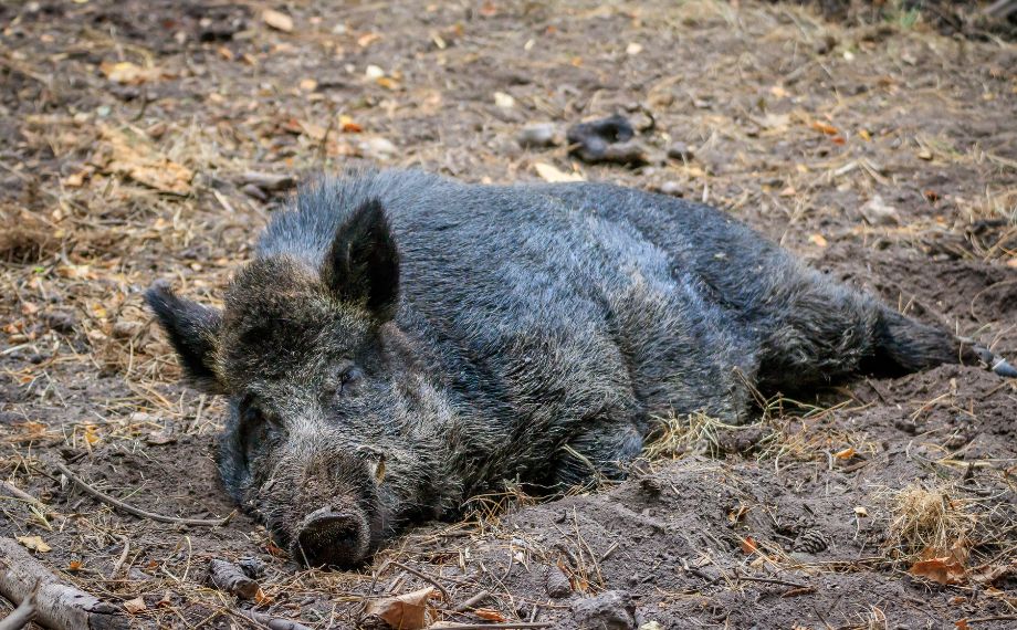 Prase divoké: co dělat při setkání a jak ochránit pozemek