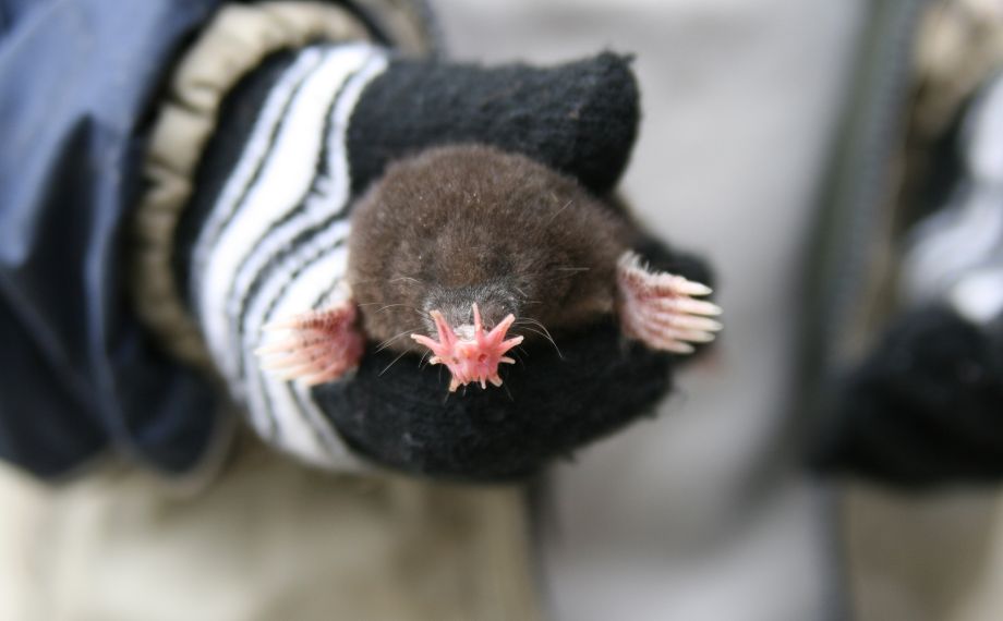 Krtek hvězdonosý: jak vypadá a jak se liší od krtka obecného