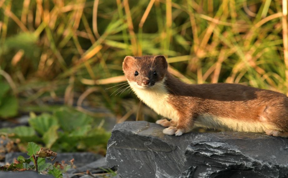 Lasice hranostaj a kolčava a jak se jich zbavit - Hubeni-skudcu.cz