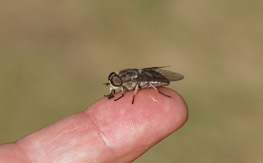 Ovád (hovado): jak se bránit před štípnutím - Hubeni-skudcu.cz