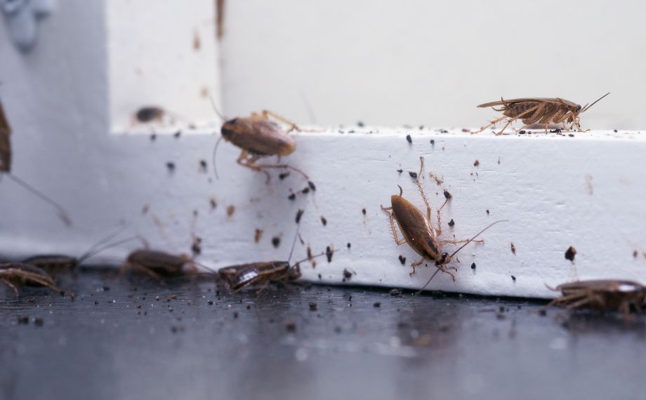 Rus domácí: jak se ho zbavit - Hubeni-skudcu.cz