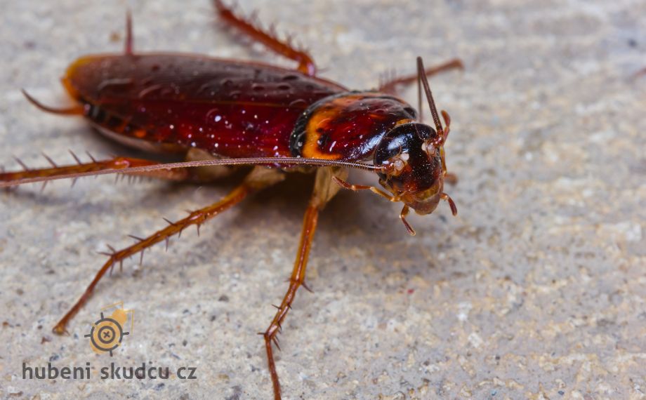 Jak se zbavit švábů: Účinné metody a prevence
