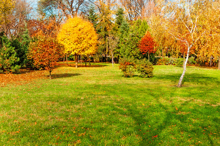 Stromy na podzim. Jak se o ně postarat? | HUBENI-SKUDCU.CZ