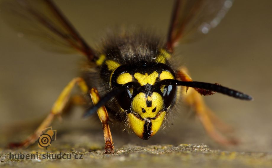 Vosa útočná - útočí na lidi a vyskytuje se v ČR? | HUBENI-SKUDCU.CZ